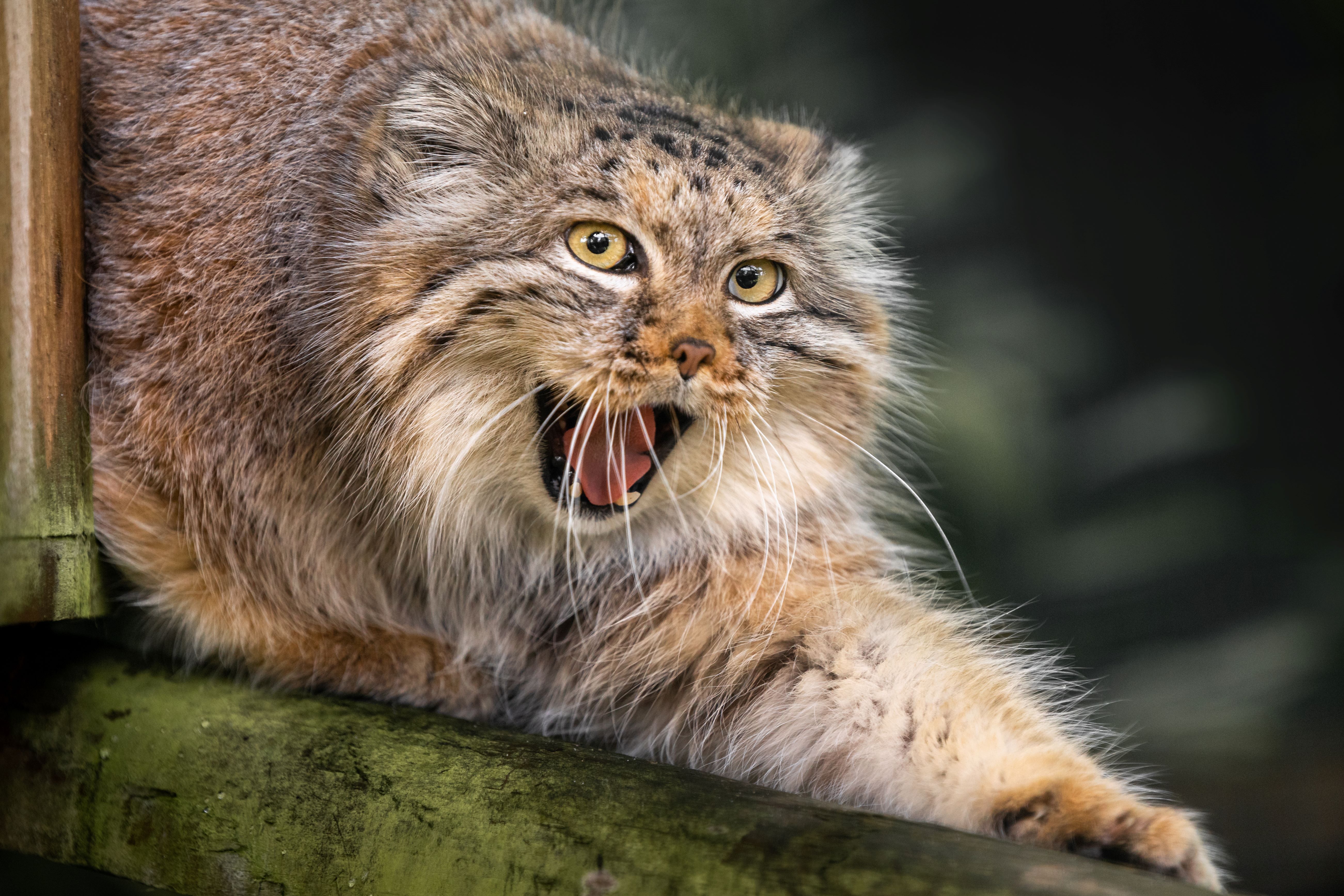 Wildlife Heritage Foundation Big Cat Sanctuary - Ashford and Tenterden