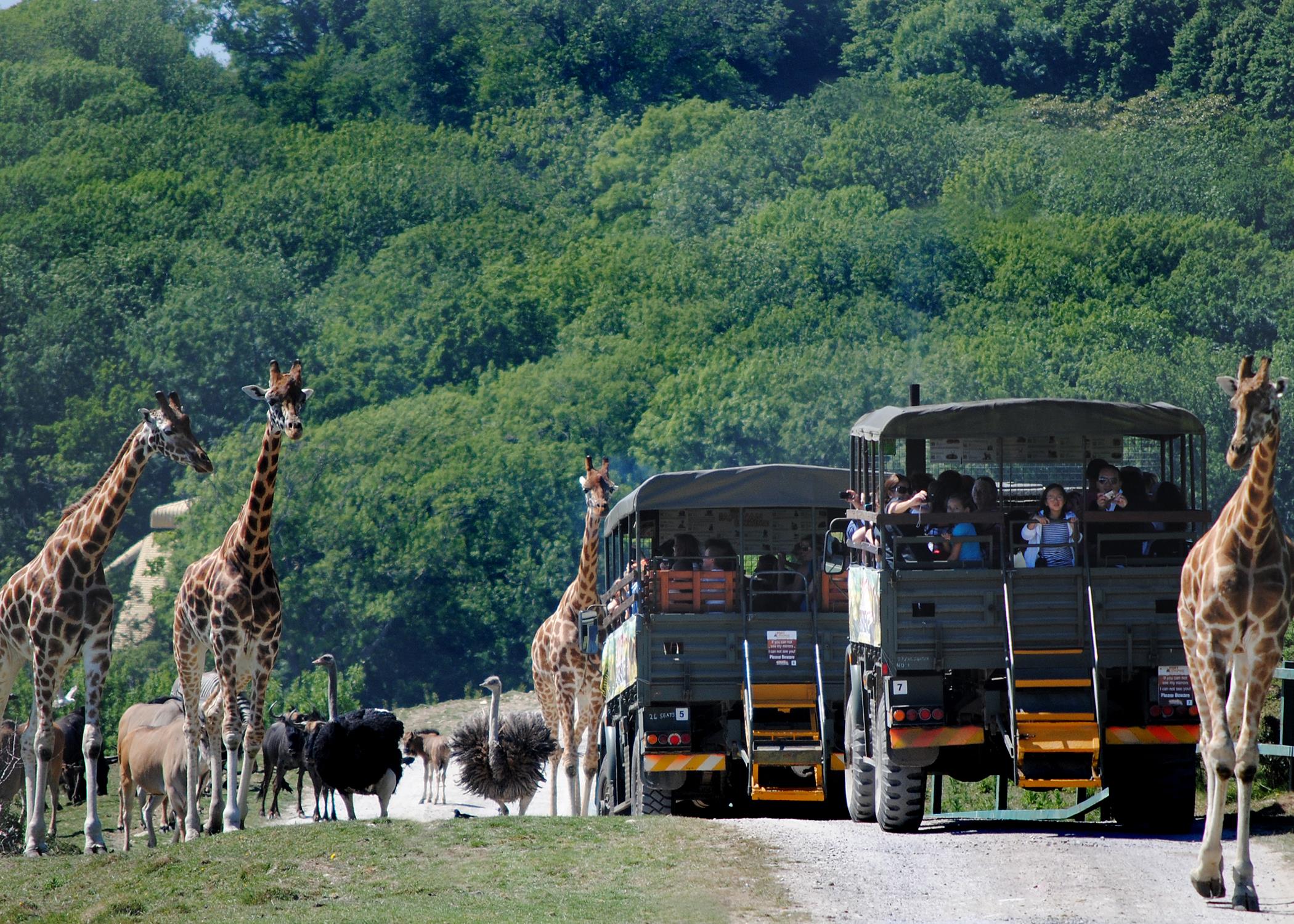 Port Lympne Reserve | Visit Port Lympne Zoo - Ashford and Tenterden