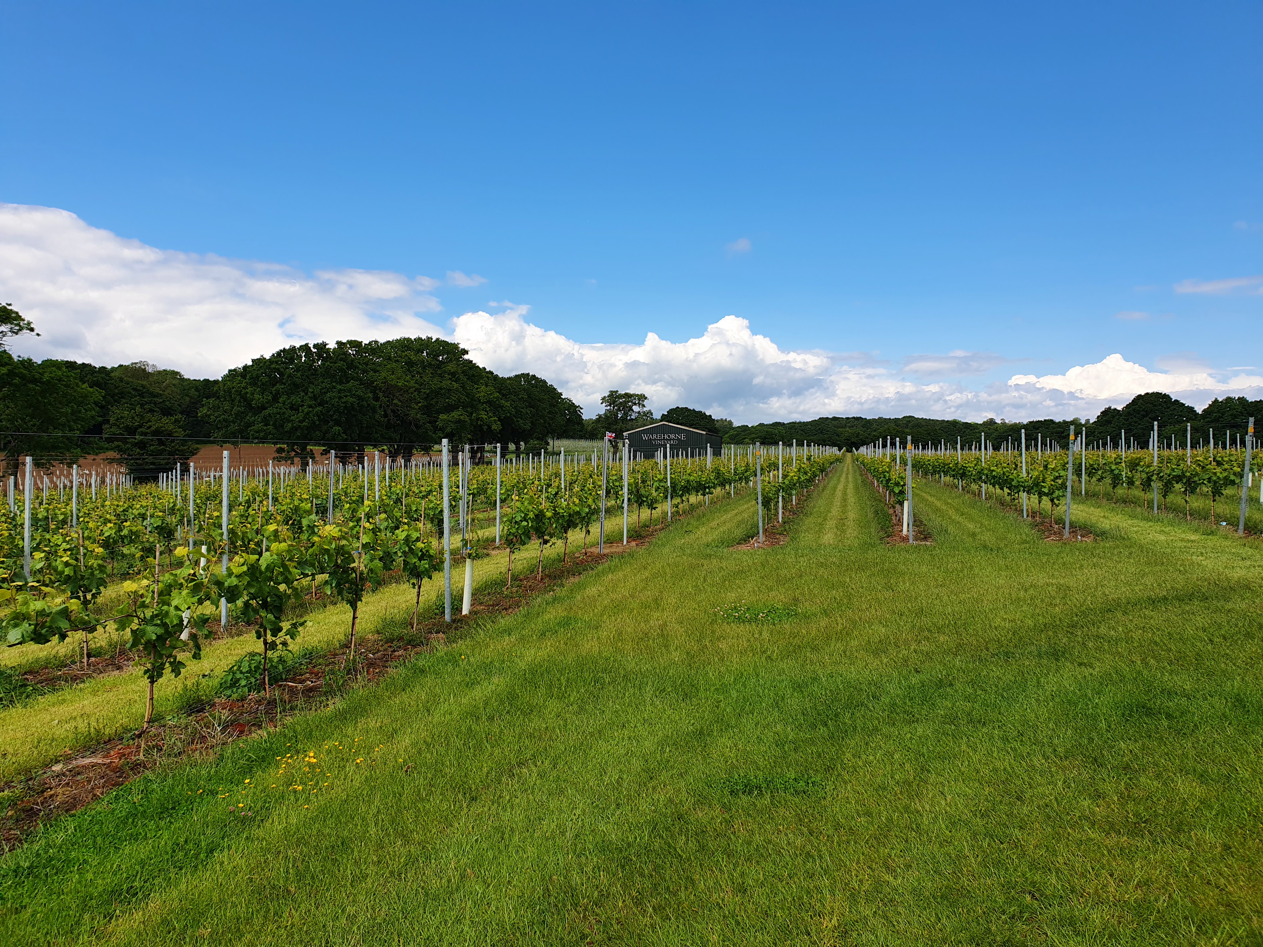 Warehorne Vineyard - Ashford and Tenterden