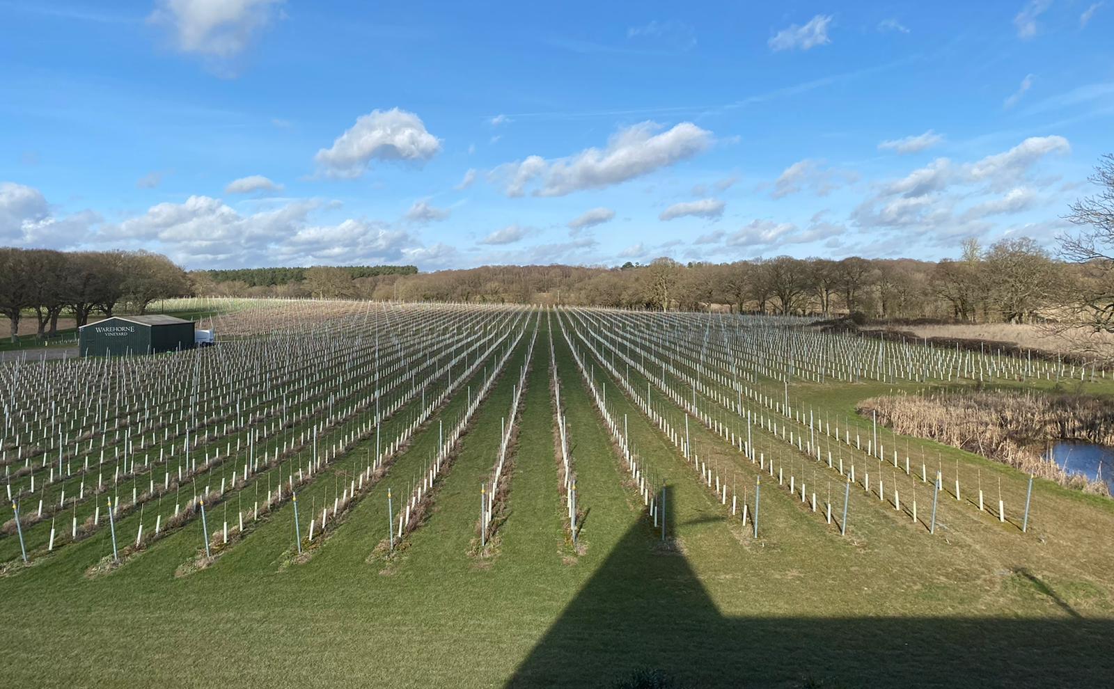 Warehorne Vineyard - Ashford and Tenterden