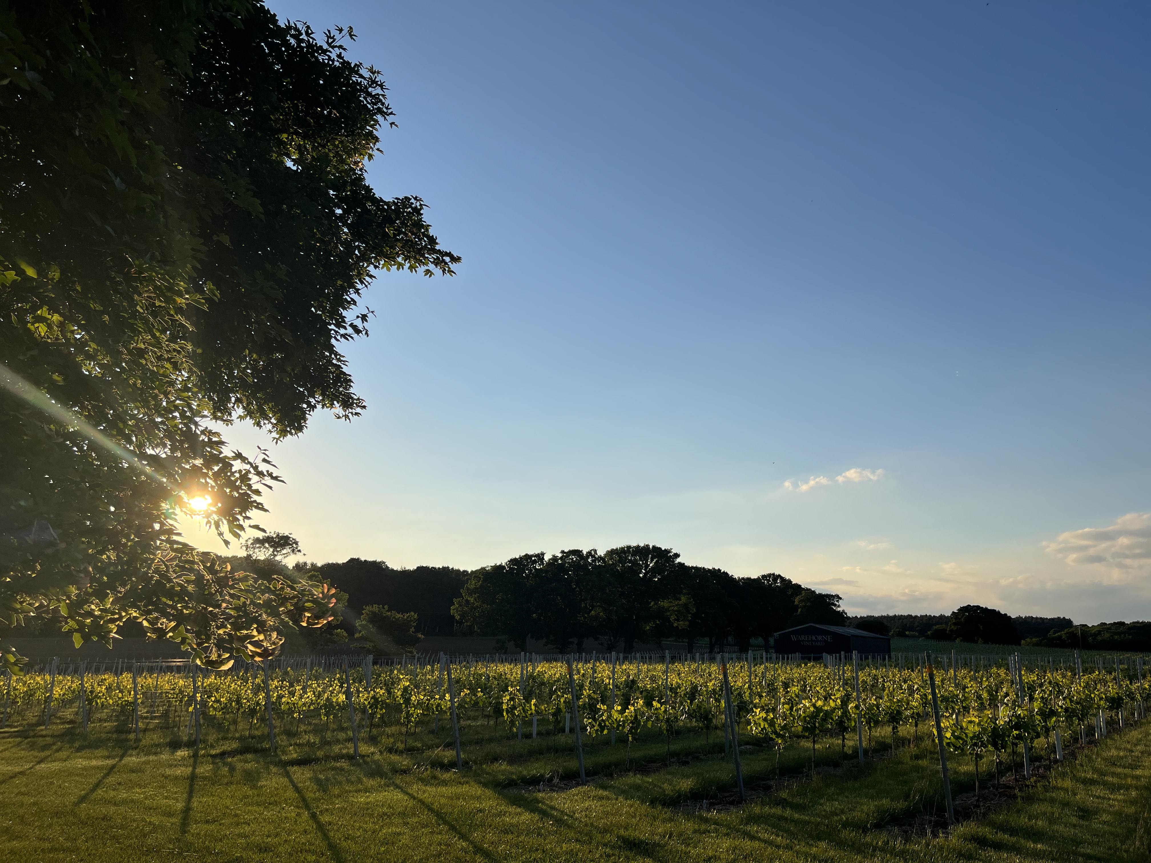 Warehorne Vineyard - Ashford and Tenterden