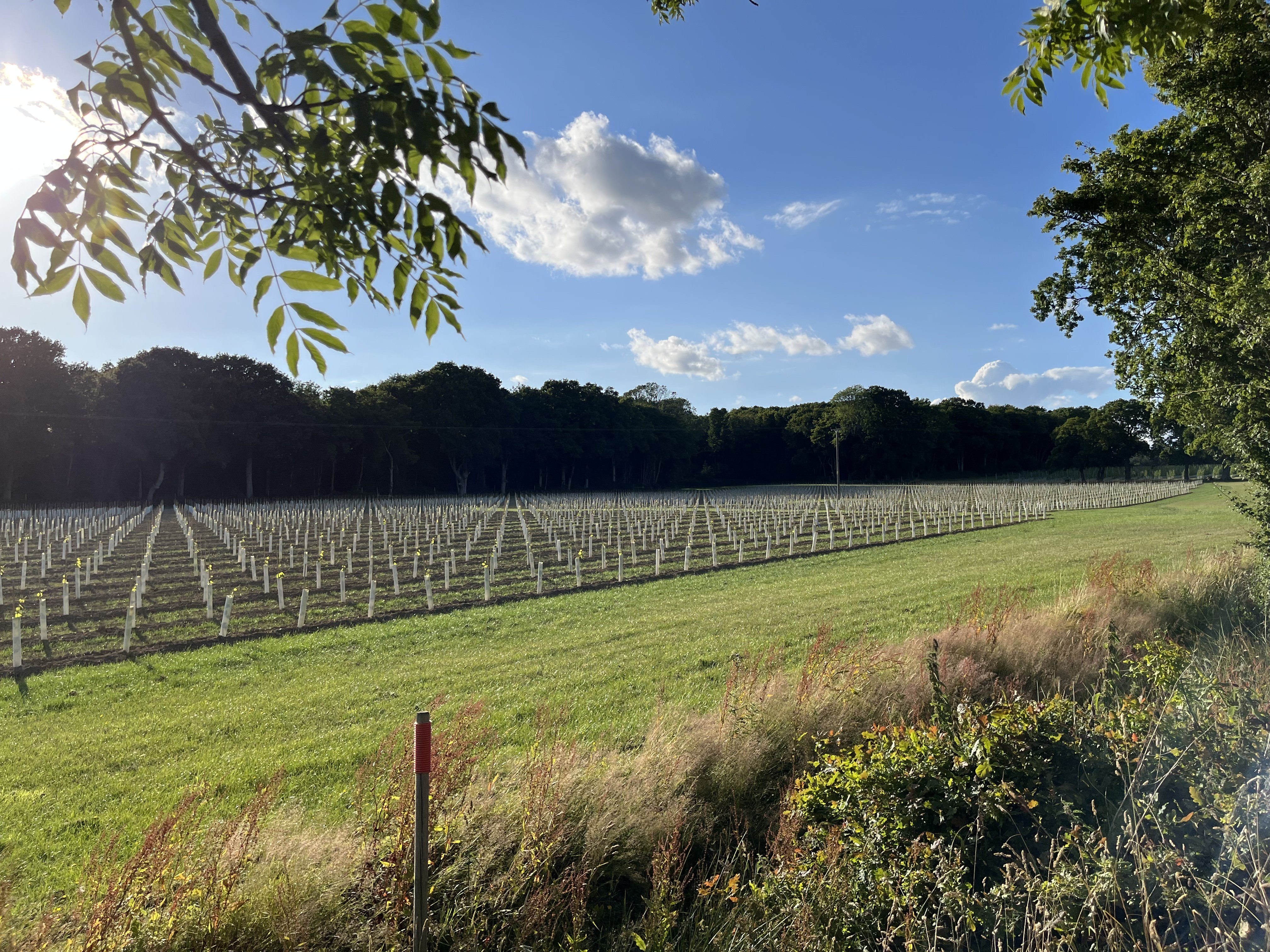 Warehorne Vineyard - Ashford and Tenterden