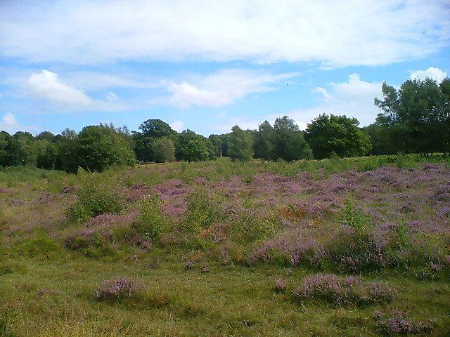 Hothfield Heathlands - Ashford and Tenterden